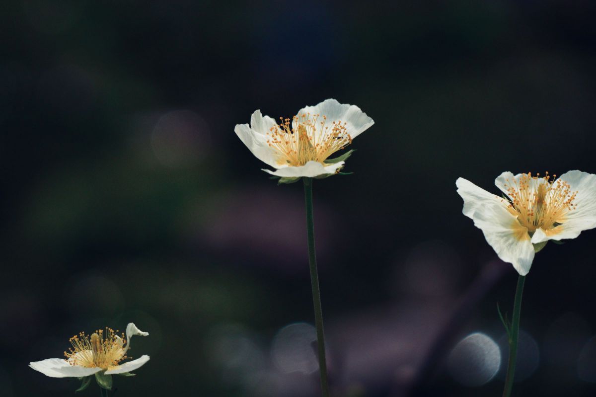 チングルマ咲く | GANREF