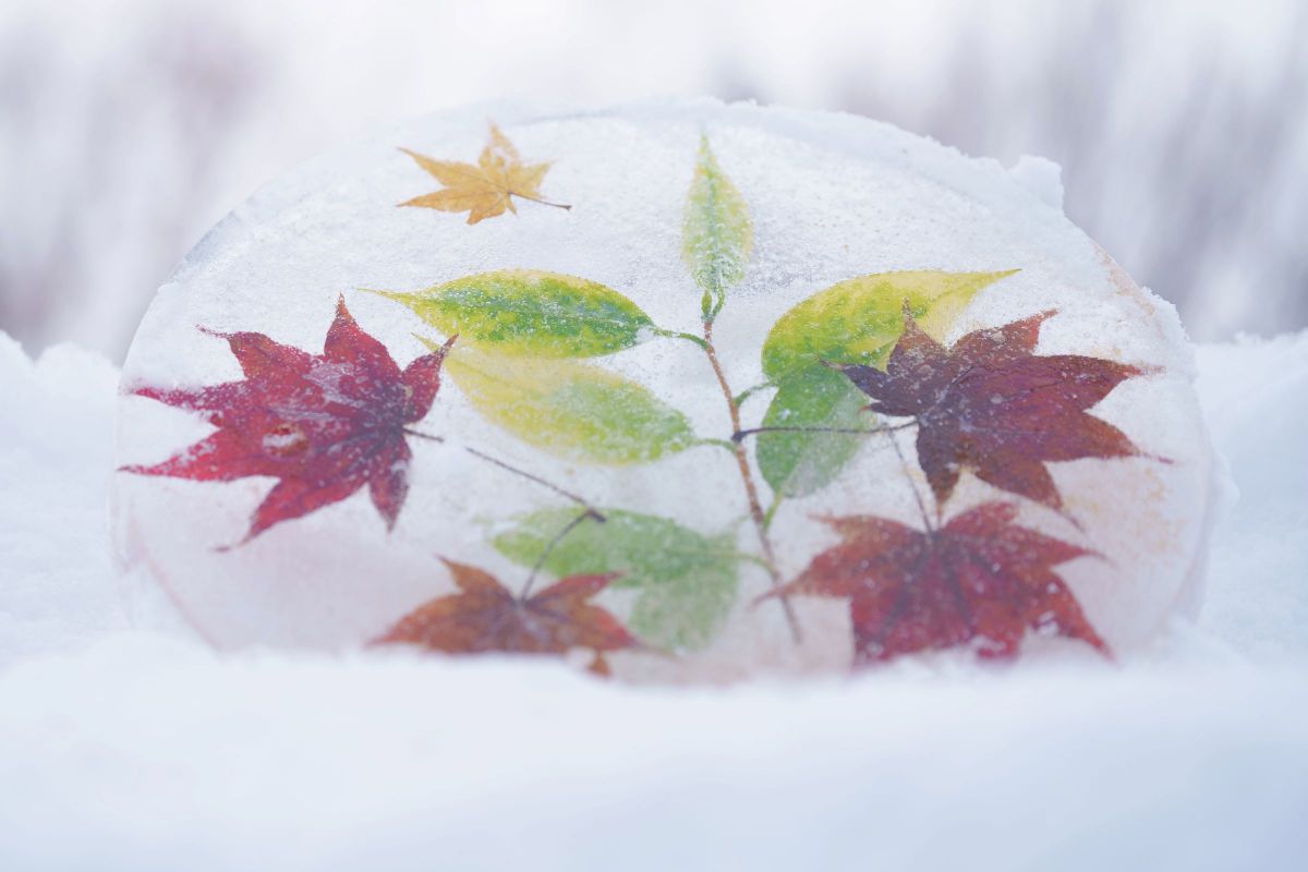 Frozen leaves | GANREF