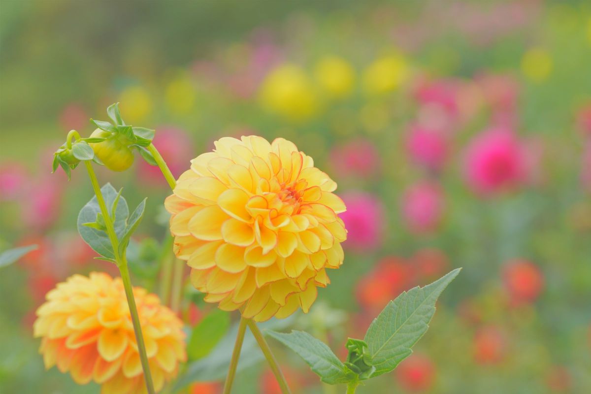 Color of mind ダリア咲く（1） | GANREF