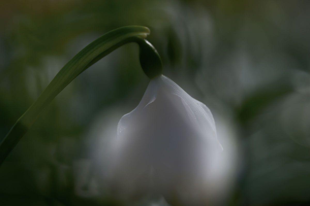 春 Shine!! | GANREF