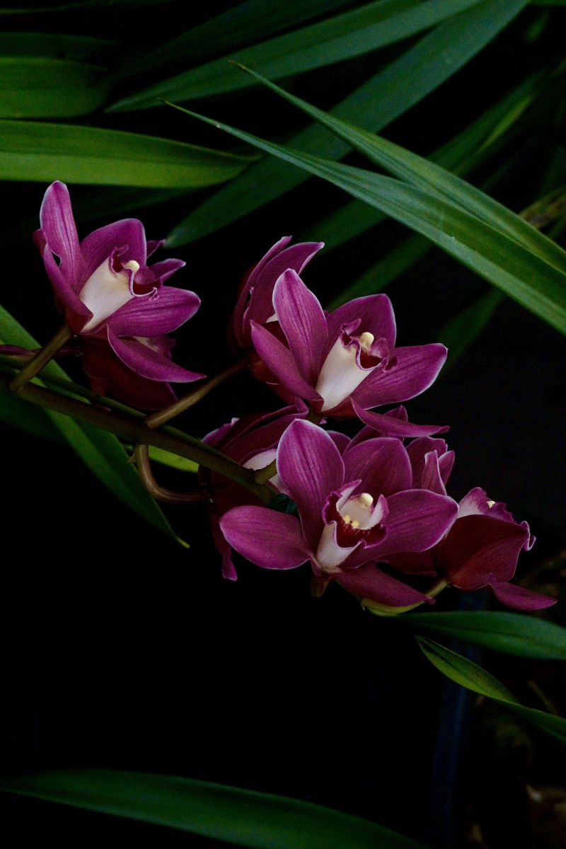 Vertical Composition | GANREF