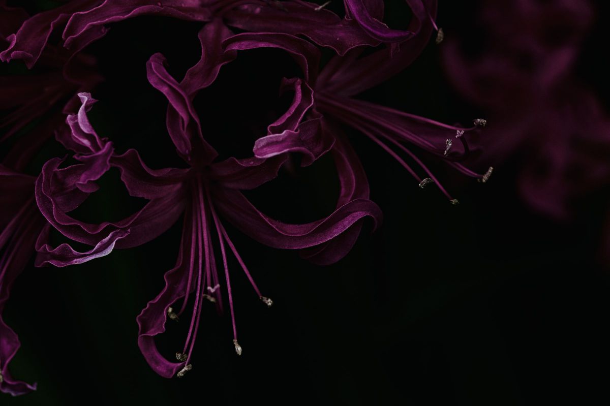 [ a de ] Nerine | GANREF