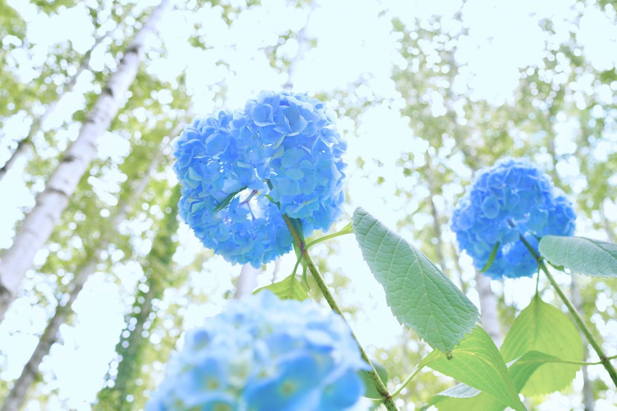 Forever Blue 4 | GANREF