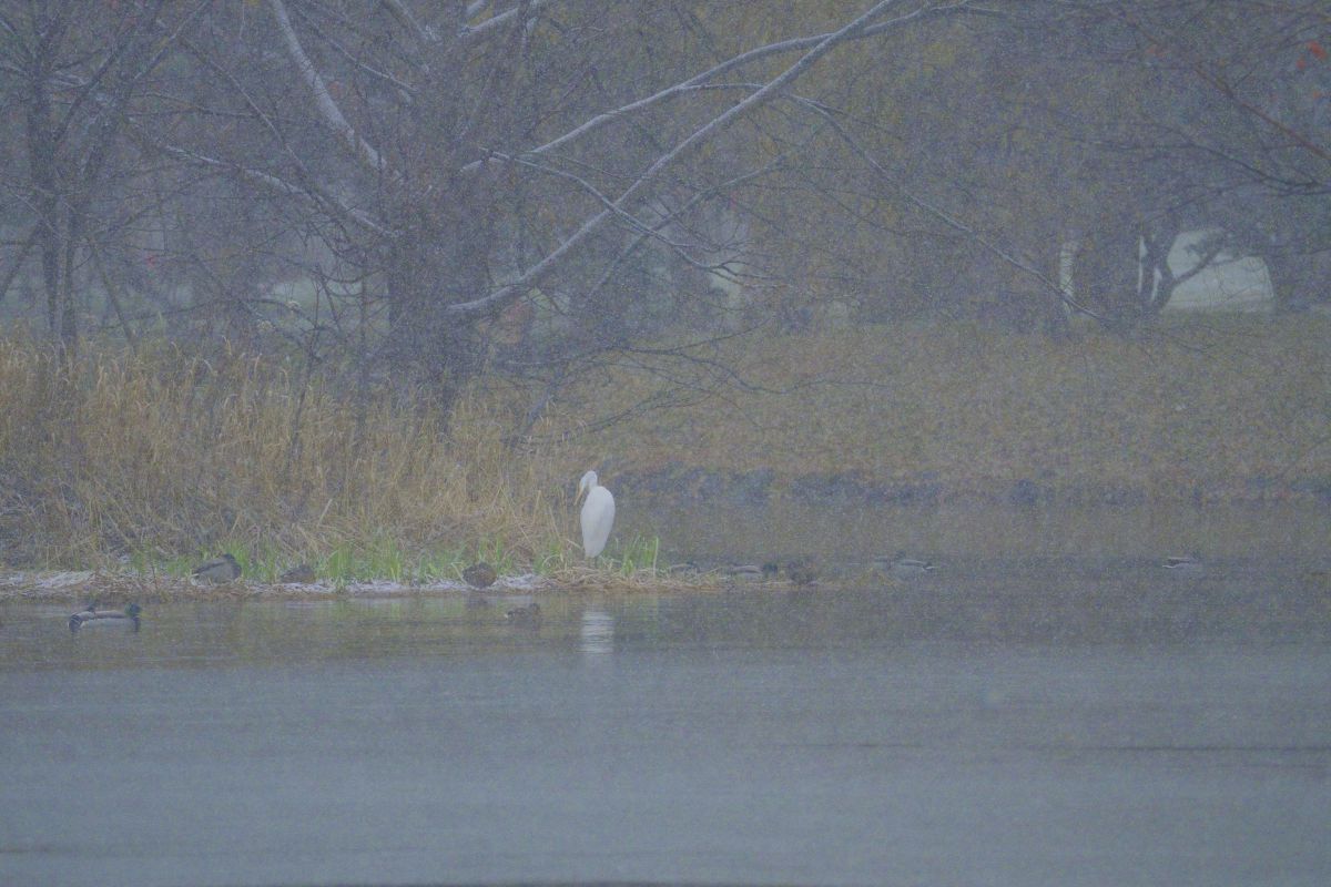 white out , white bird | GANREF