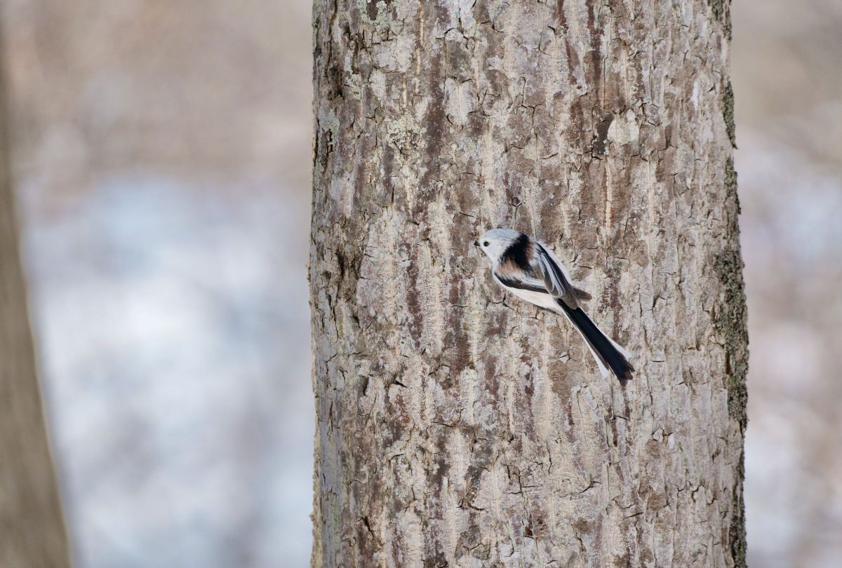 静寂を見つめる | GANREF