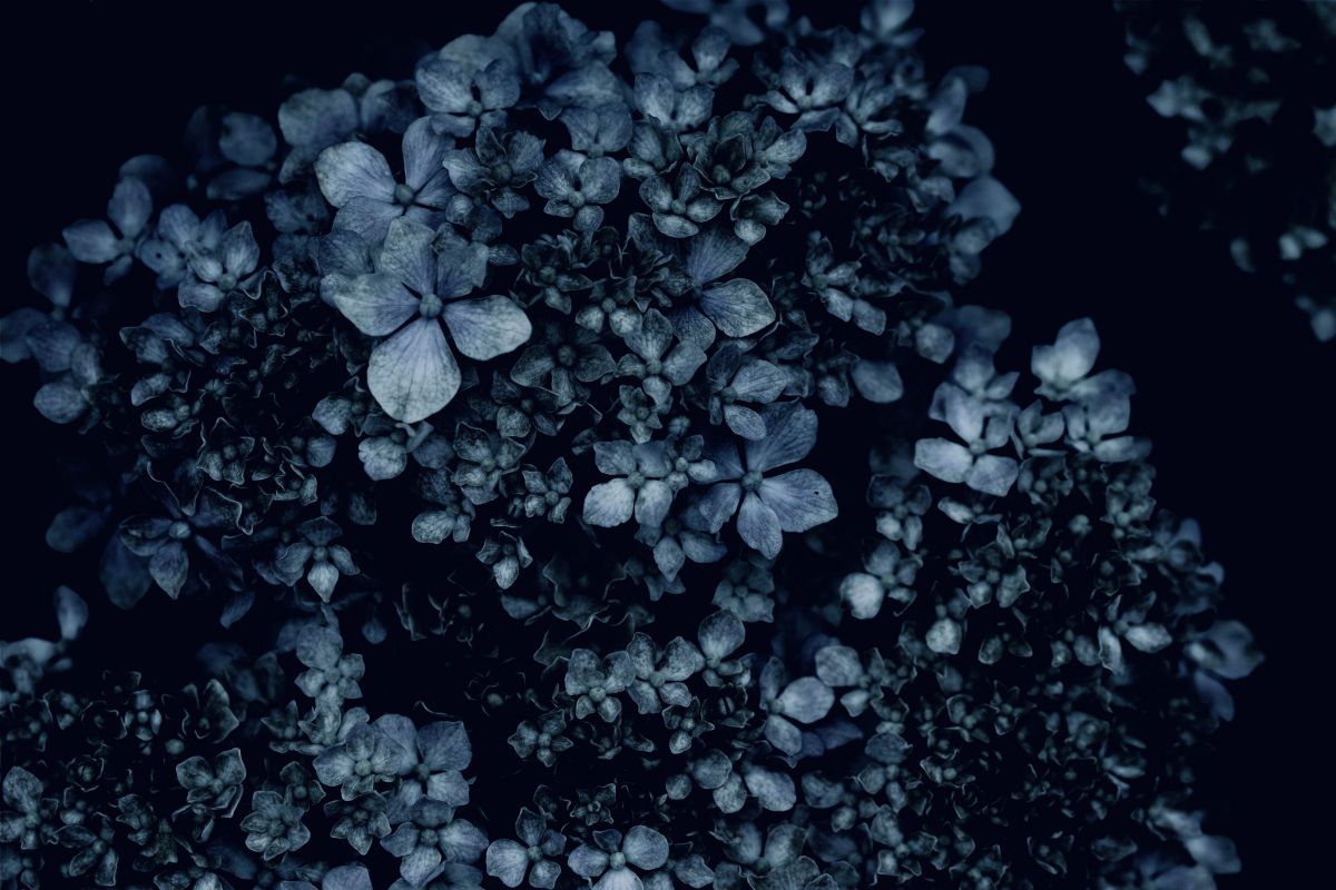 Forever Blue 5 | GANREF