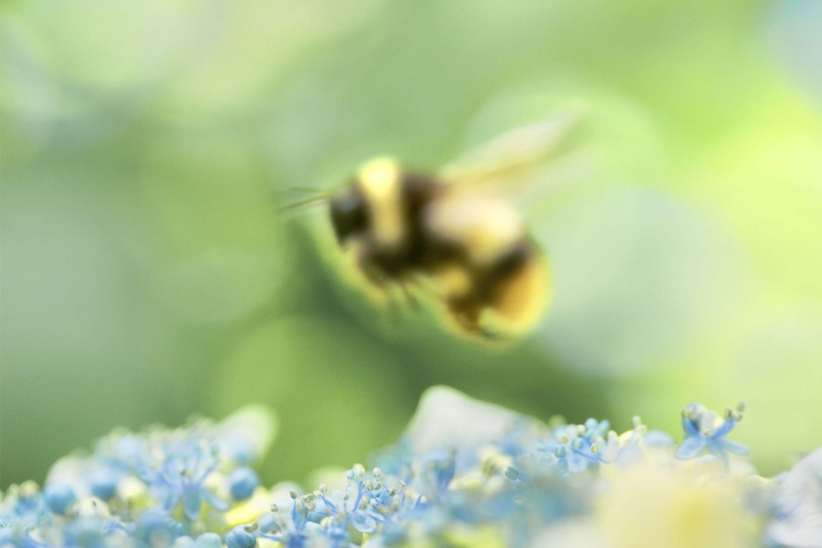 紫陽花とフェアリー | GANREF