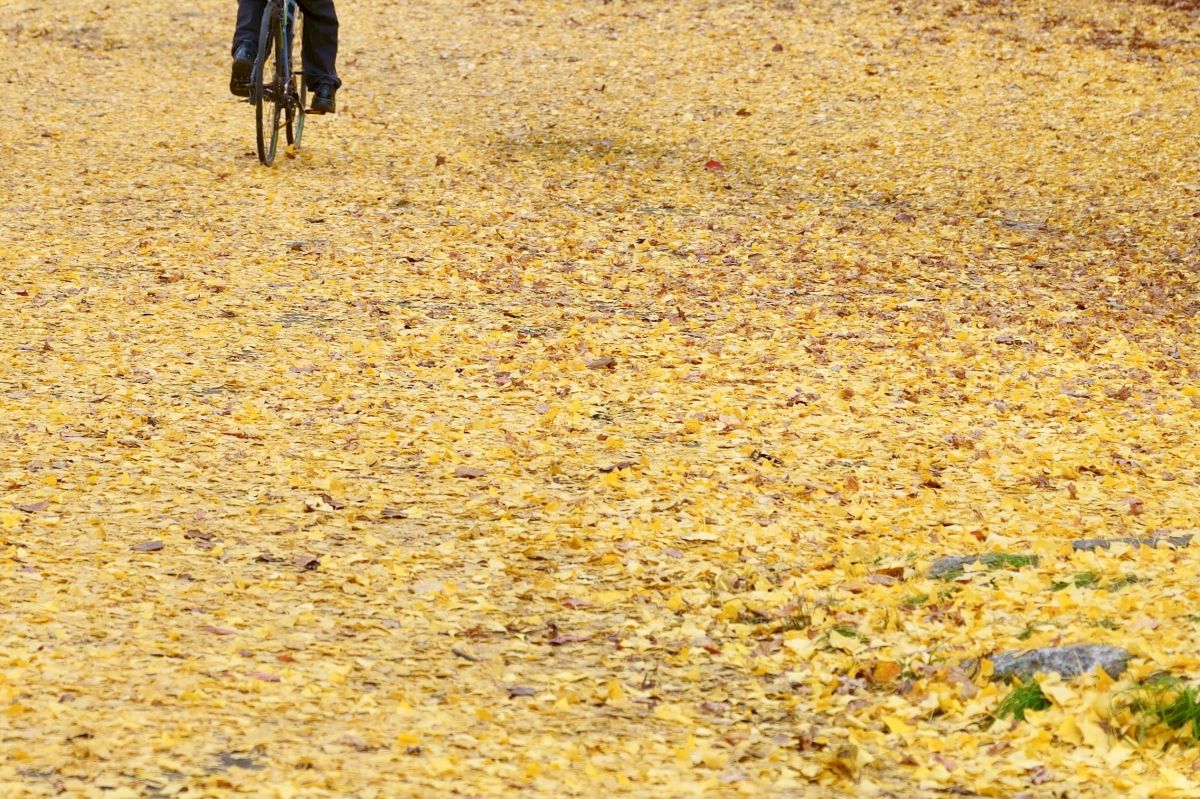 yellow all the way | GANREF