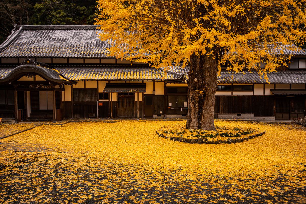 Yellow Circle | GANREF