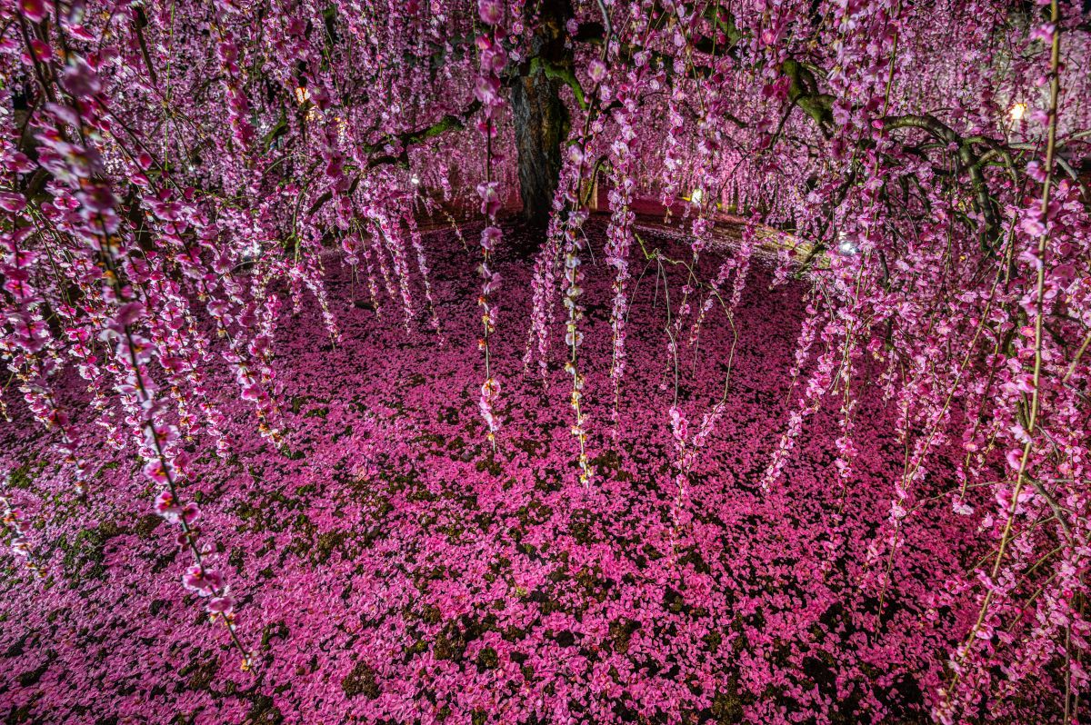 Pink shower | GANREF