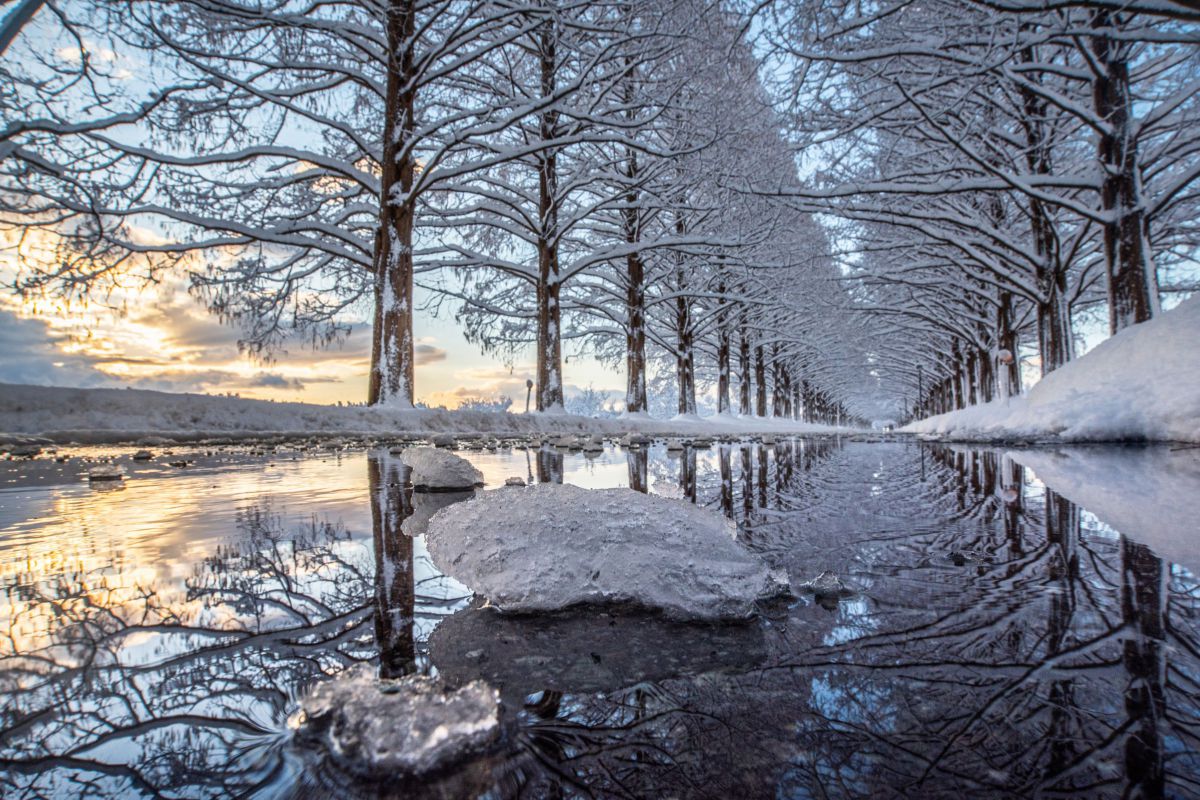 シャーベット | GANREF