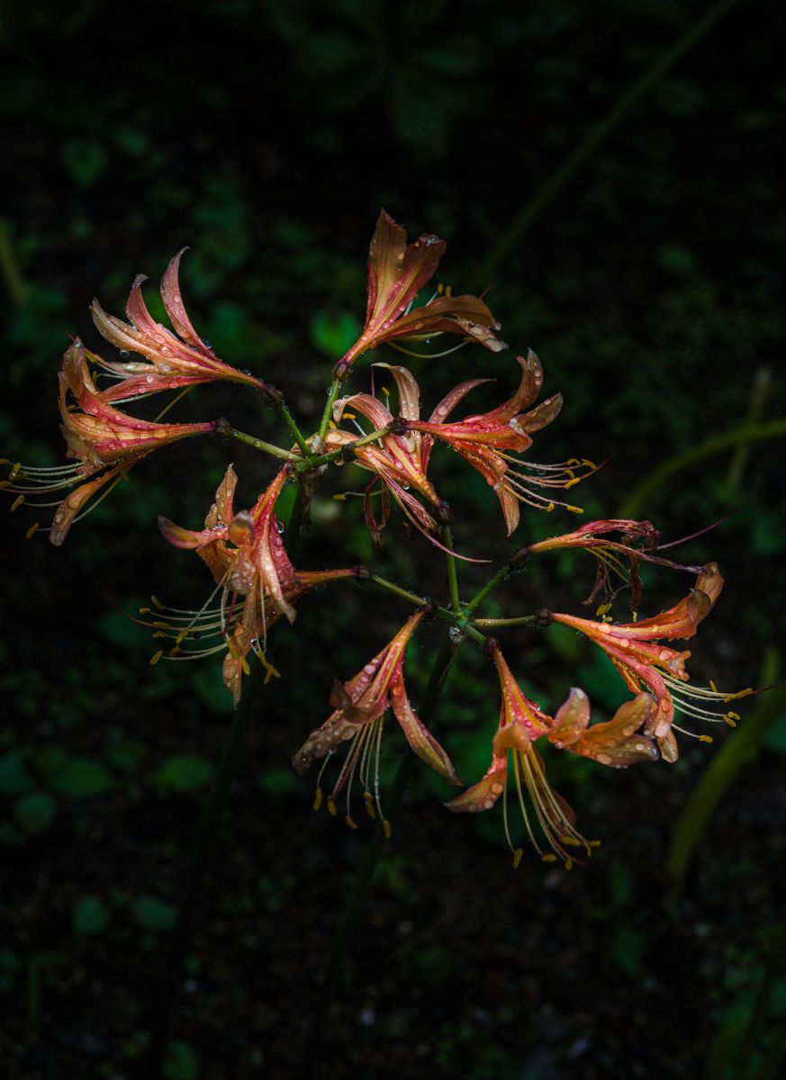 ベージュの双子 | GANREF