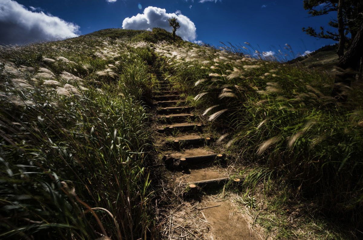 叢薄(ムラススキ)の誘い | GANREF