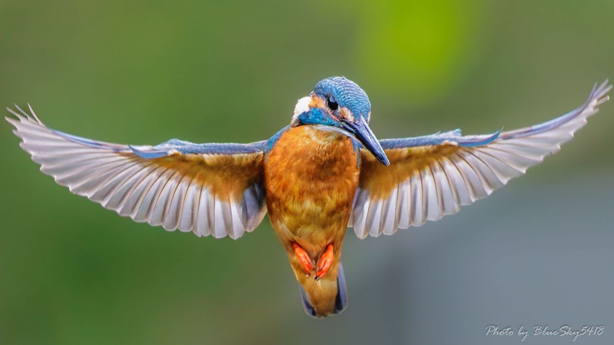 Hovering Now | GANREF