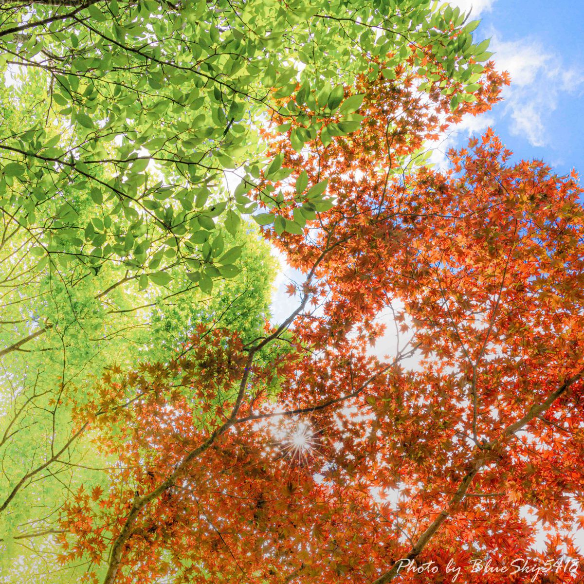 Colorful Morning | GANREF