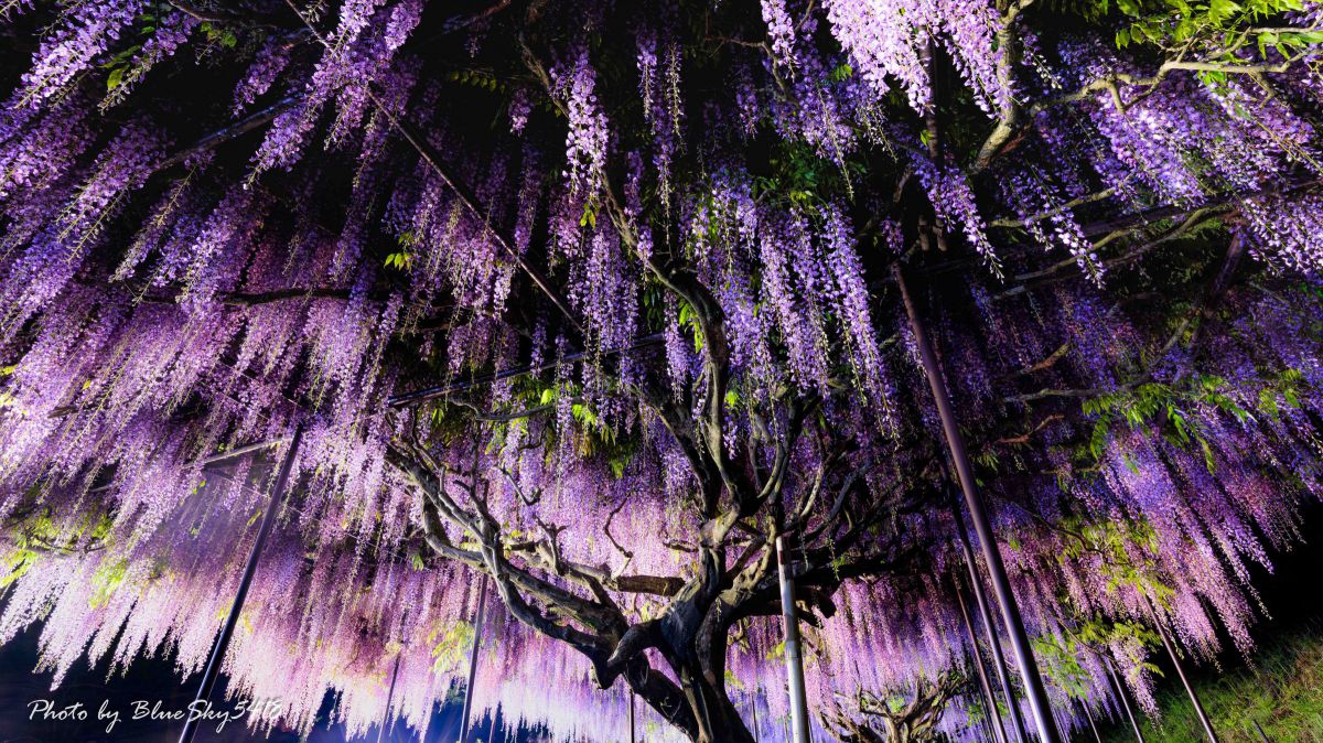 Dynamic Rain 〜降り注ぐ香りに | GANREF