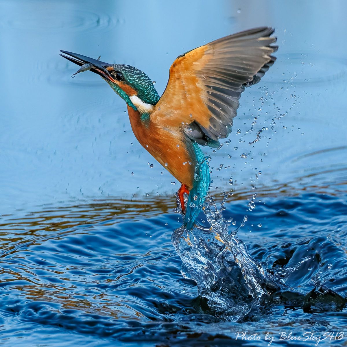 Dance on the water！ | GANREF