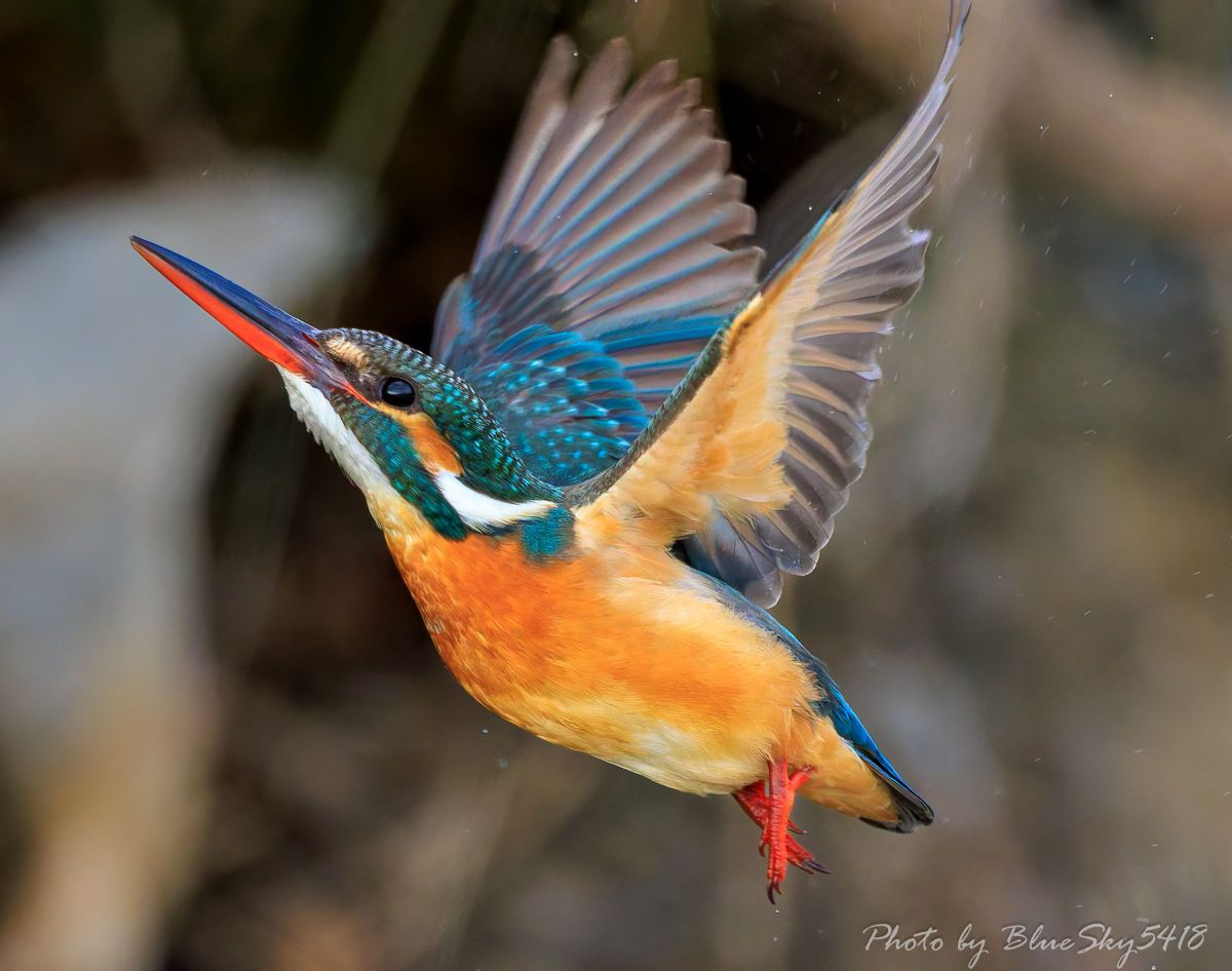 Spread your Wings！ | GANREF