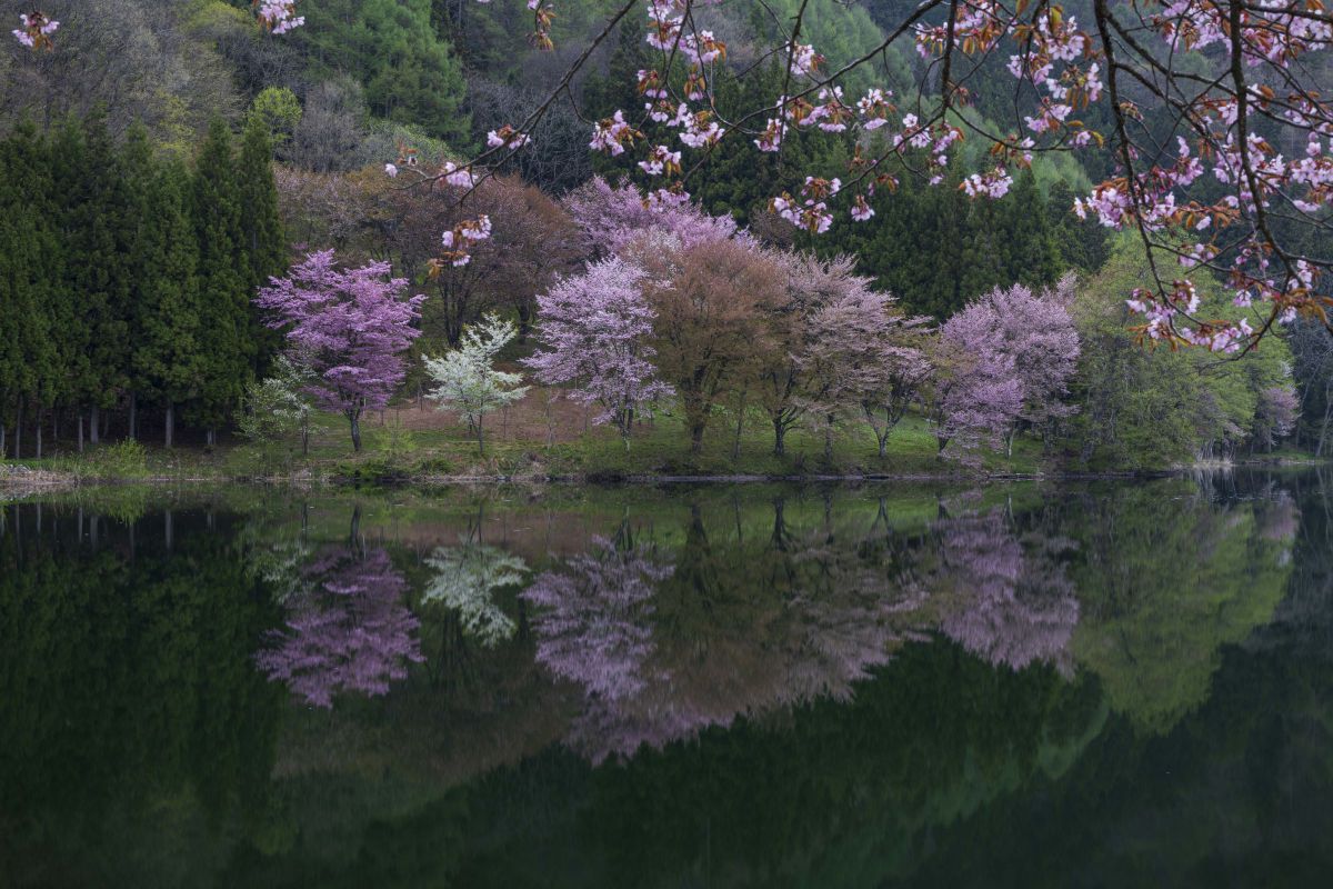 新緑を彩る | GANREF