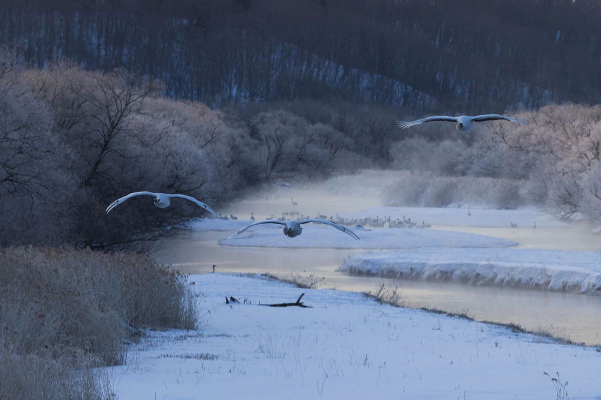 一足お先に | GANREF
