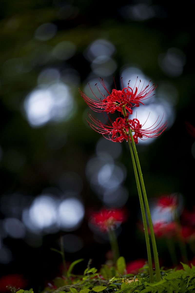 ランデブー | GANREF