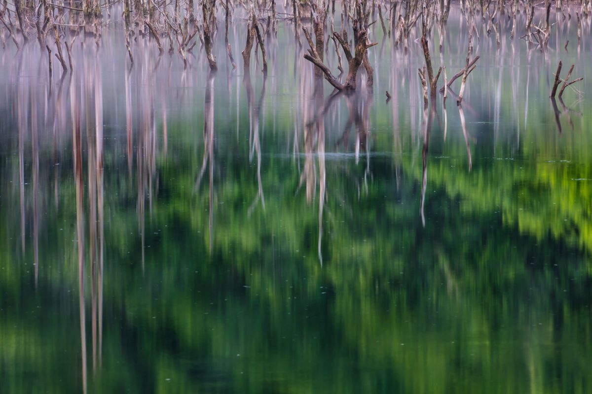 樹の墓場 | GANREF