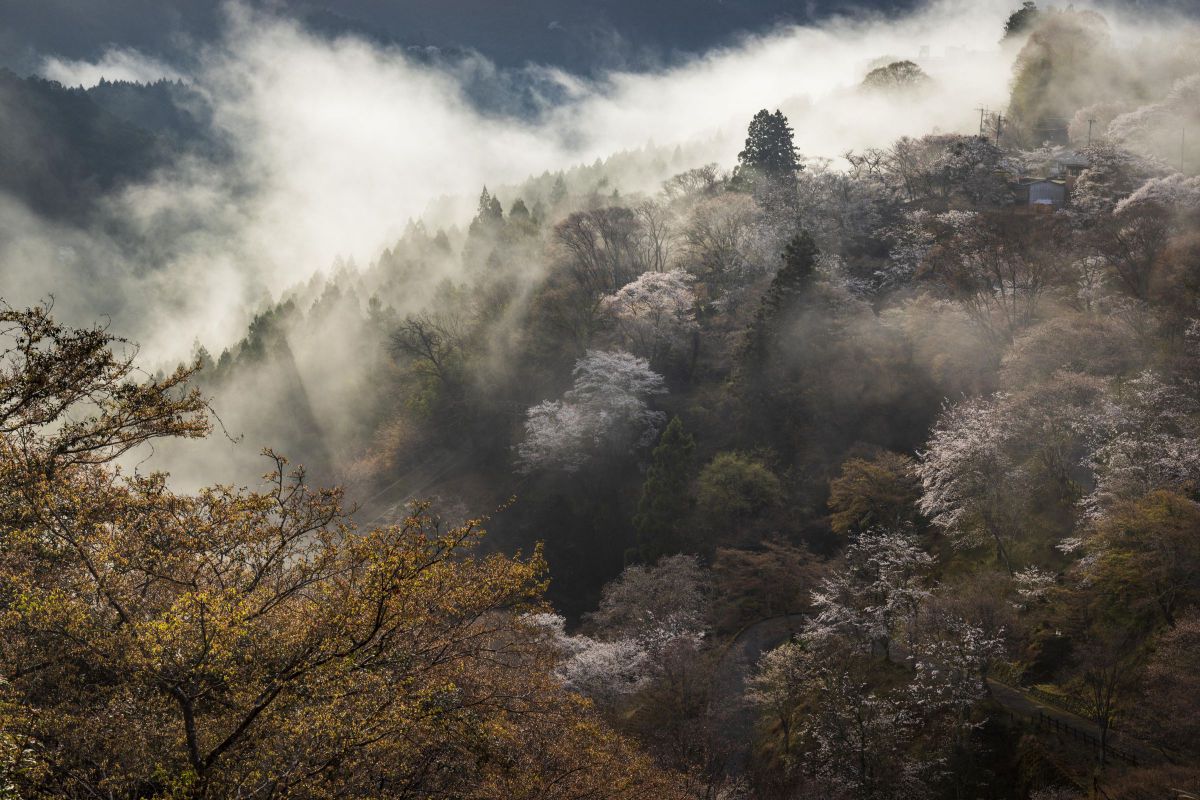 煙る舞台 | GANREF