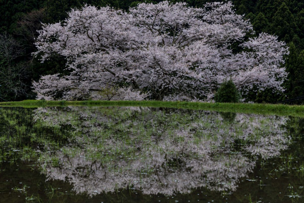 主役を映す | GANREF