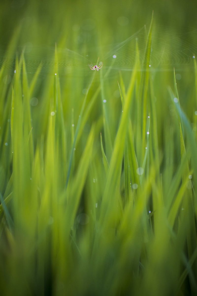 ハンモック | GANREF