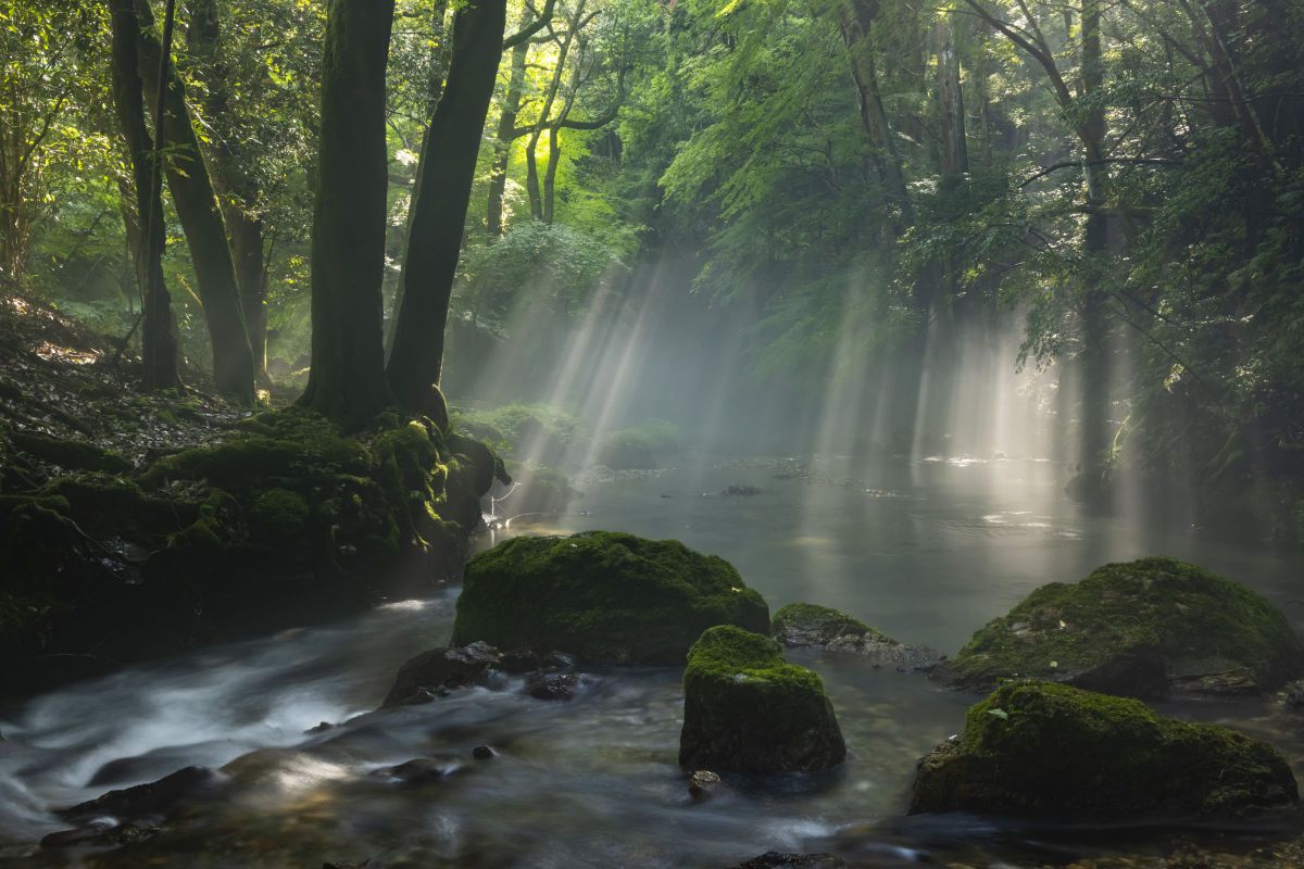 木漏れ日 | GANREF