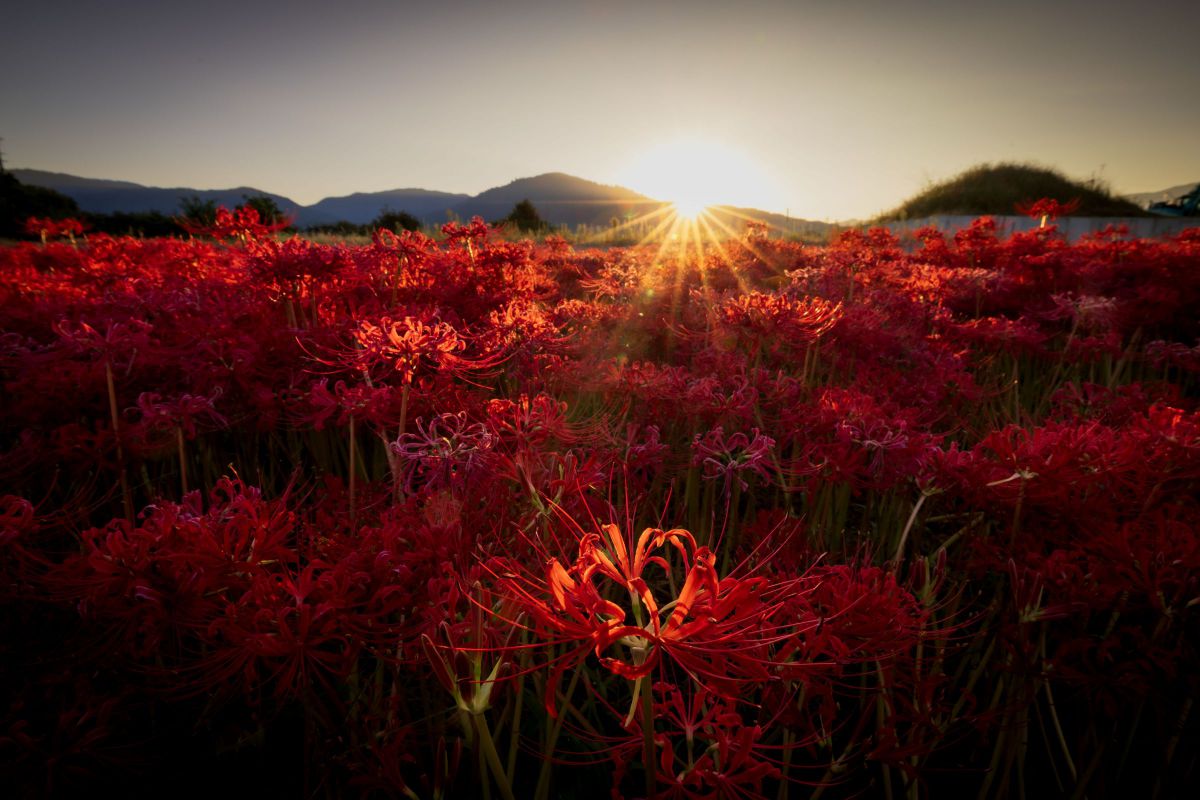 燃ゆる赤 | GANREF