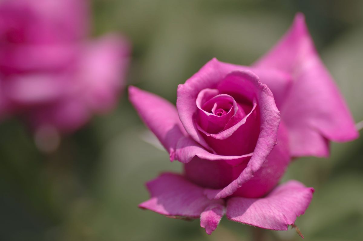 Beautiful Rose | GANREF
