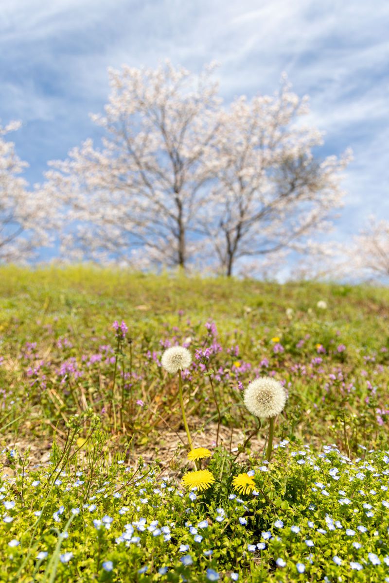 春の訪れ | GANREF