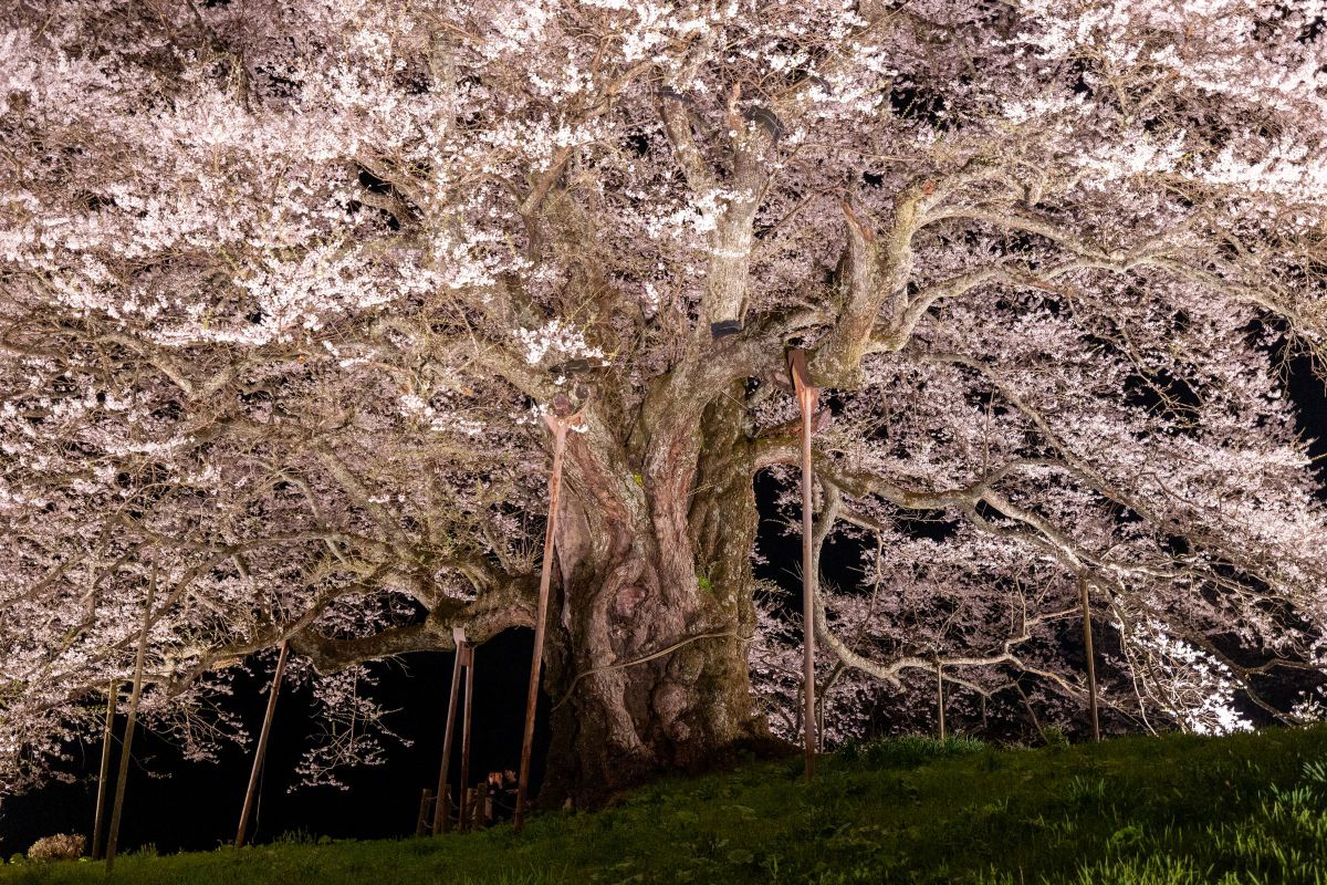 妖艶な醍醐桜 | GANREF