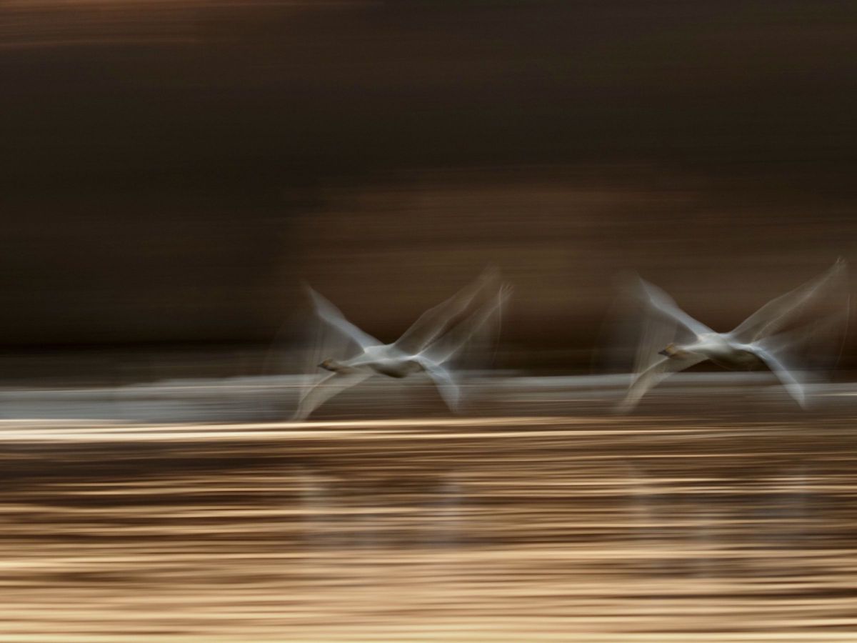 SS 1/4 にチャレンジ | GANREF