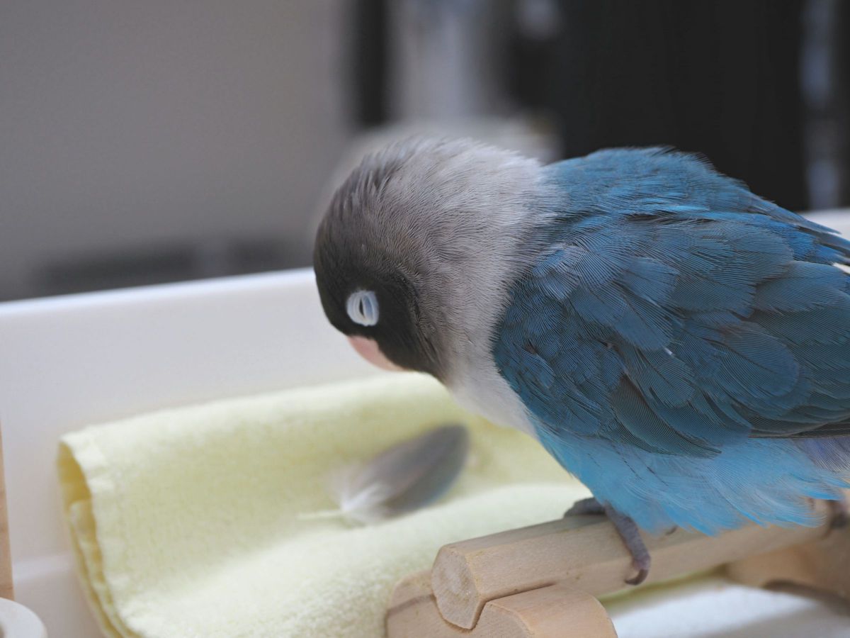 お昼寝すやすや | GANREF