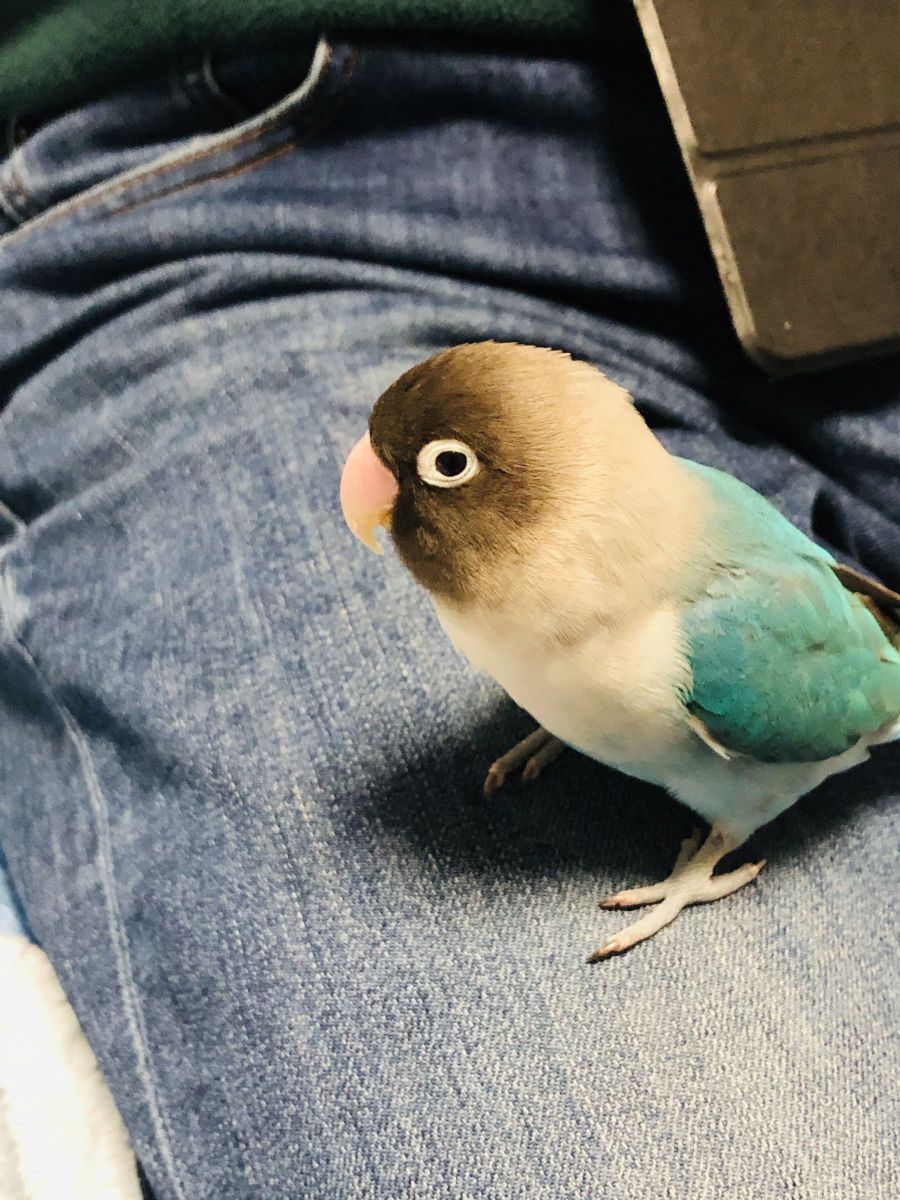 こっち見てる？ | GANREF