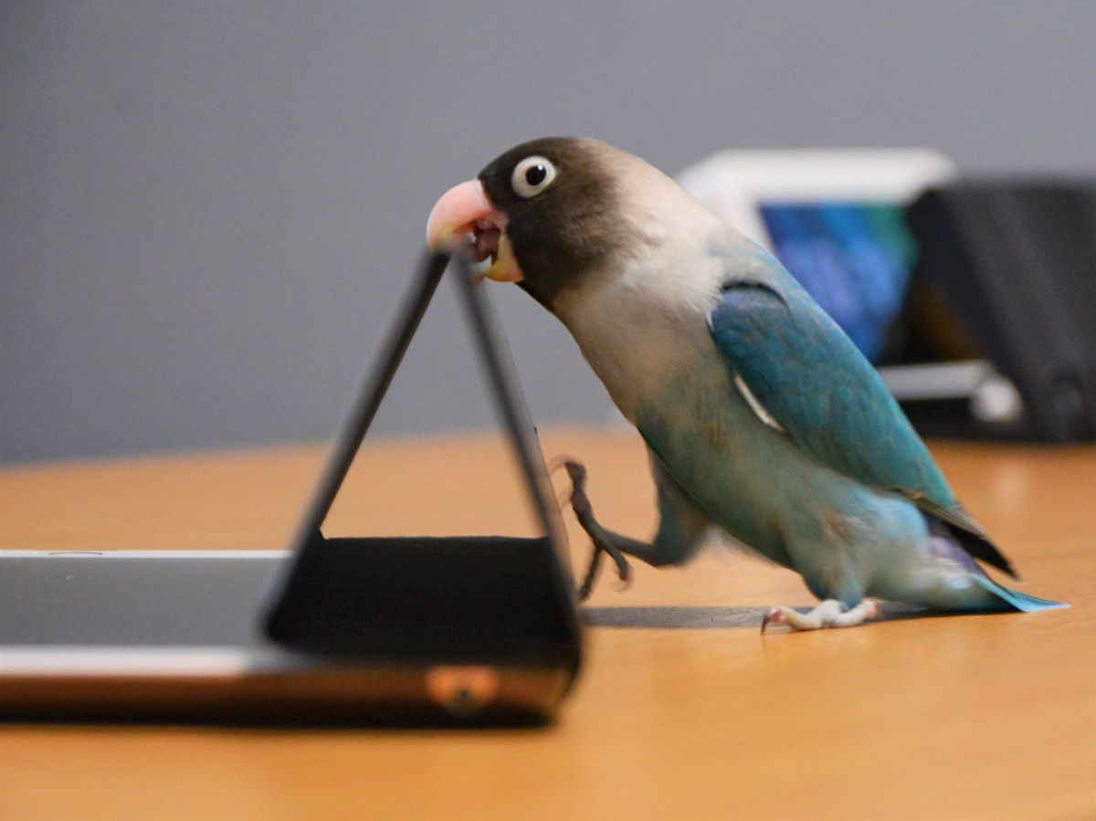 かじりたい | GANREF