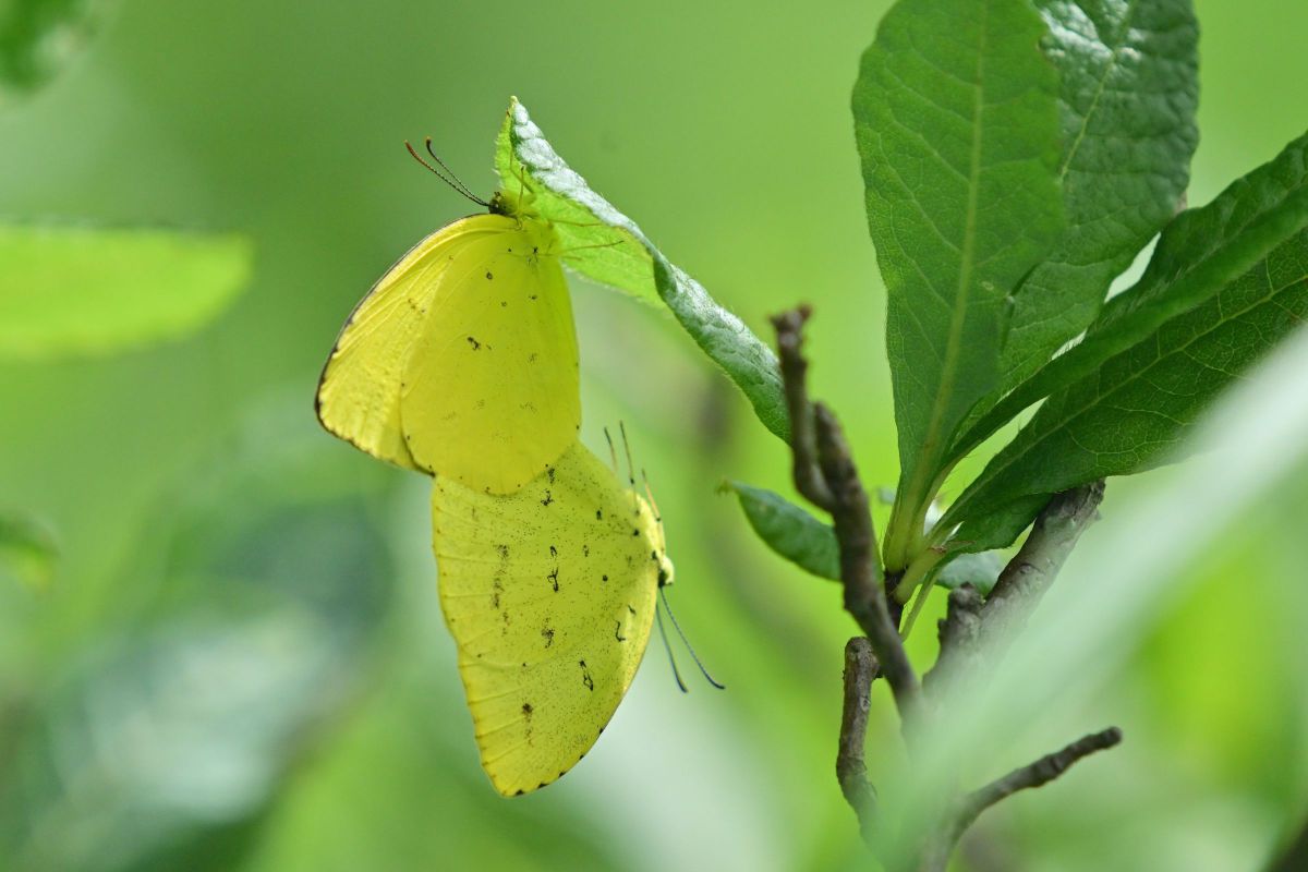 キタキチョウ x2 | GANREF