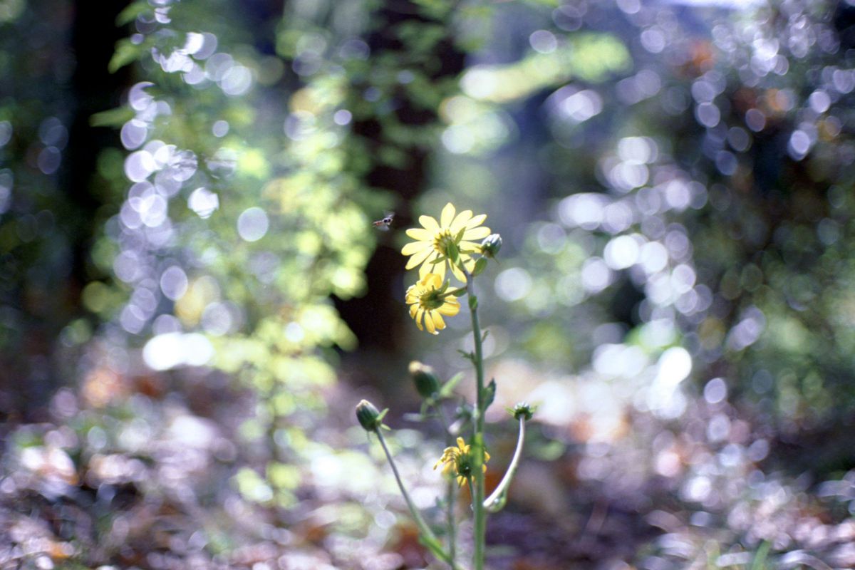 ちいさな輝き | GANREF