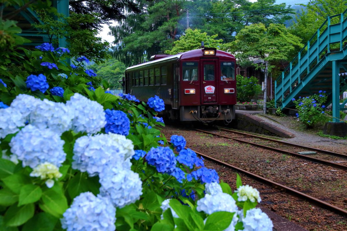 あかがね色の思い出_紫陽花の駅 2017 | GANREF