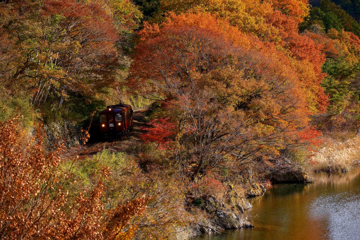 あかがね色の思い出_紅葉の渓谷を行く 2013 | GANREF