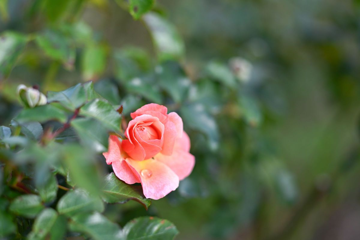 ＊2023/10/30 Rose collection ♥ 25 | GANREF