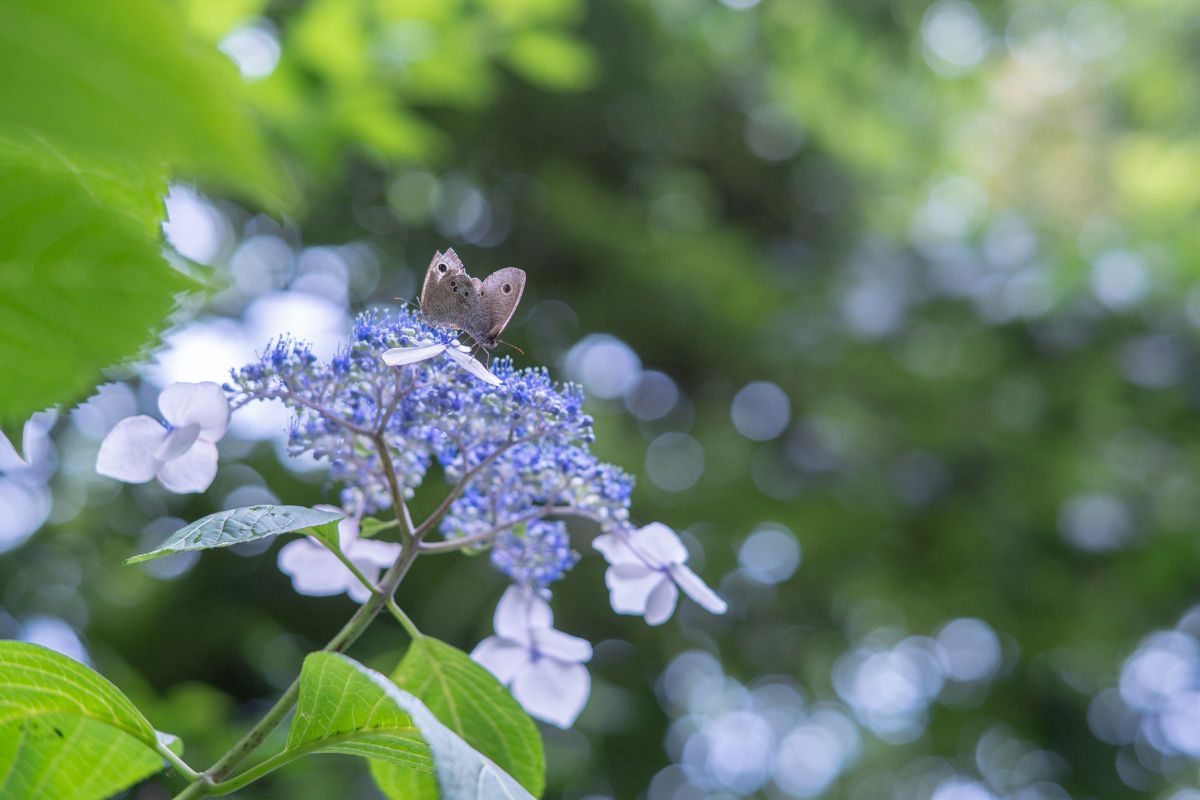 ＊2025/07/01 紫陽花 collection ♡ 04 | GANREF