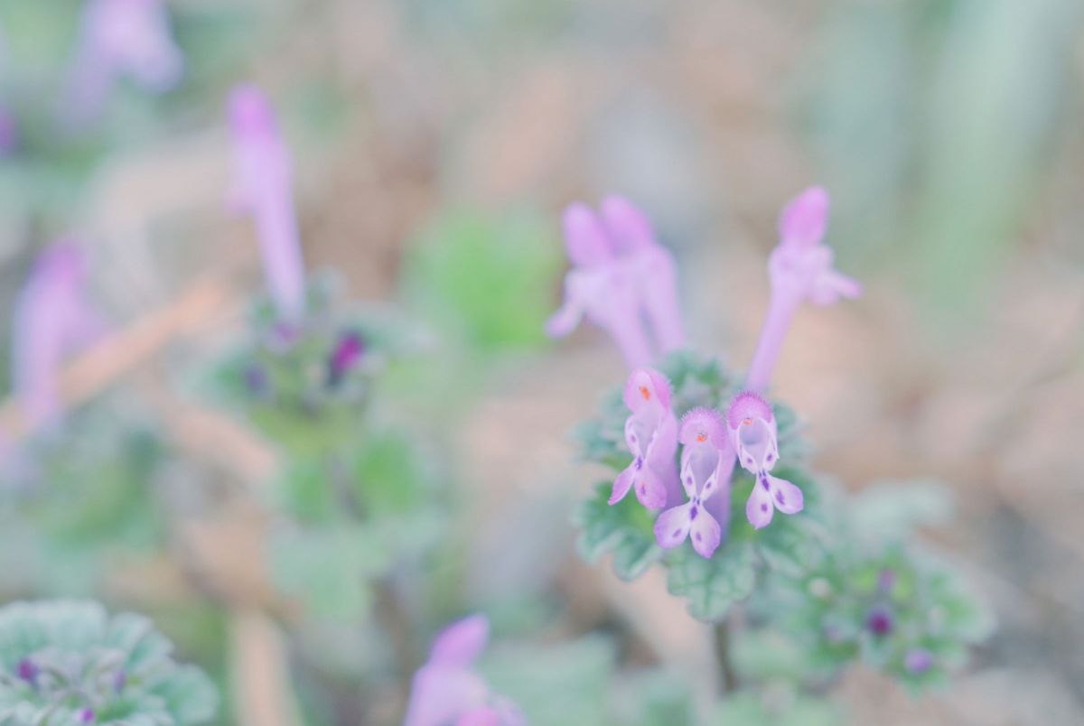 ＊2025/03/11 ちいさな幸せ・・・♡ | GANREF