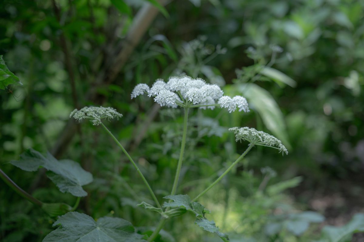 ＊2025/05/23 白くけむって・・・♡ | GANREF