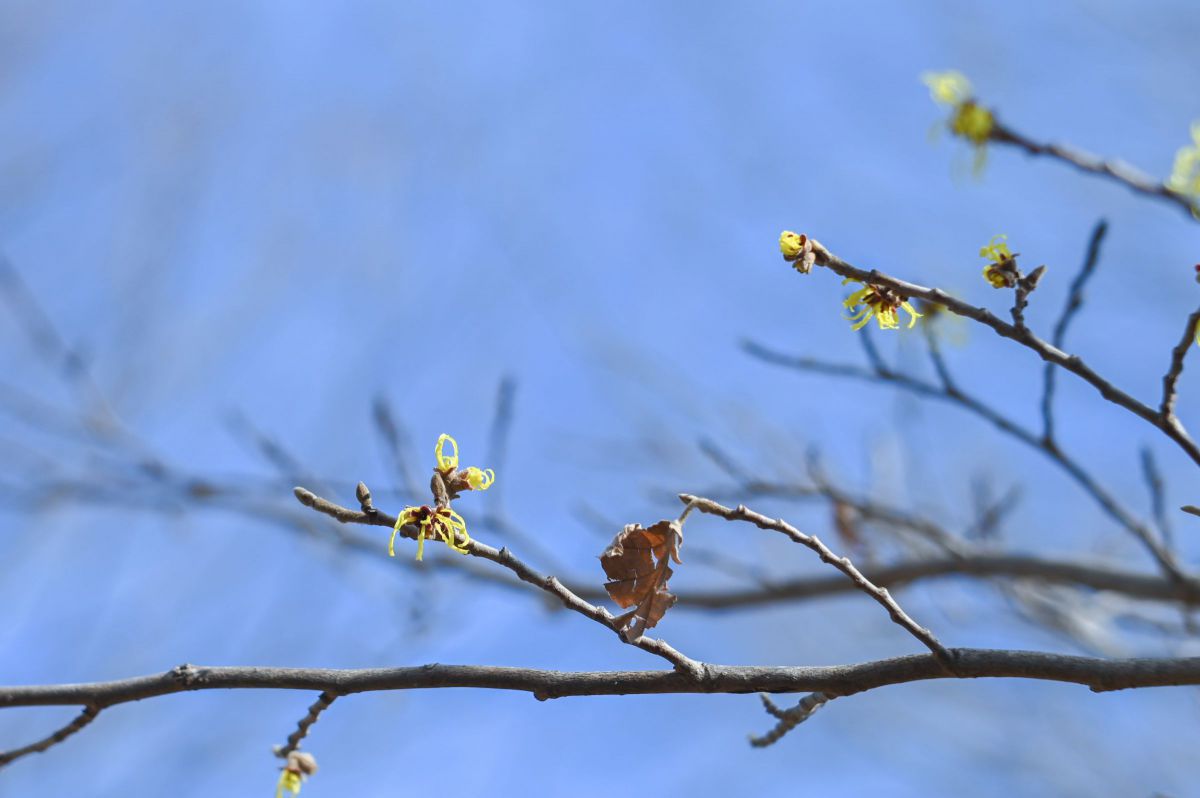 ＊2025/01/24 まんず咲いでだよ～♡ | GANREF