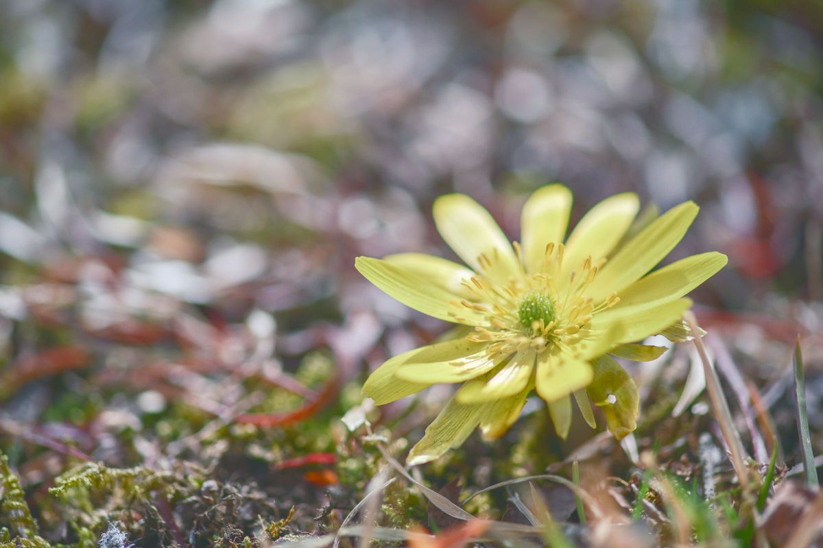 ＊2025/02/28 祝福・・・♡ | GANREF