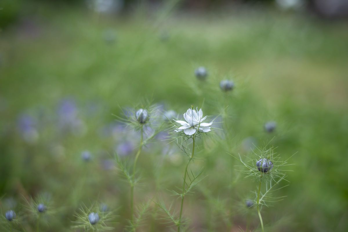 ＊2025/06/03 黒種草・・・♡ | GANREF