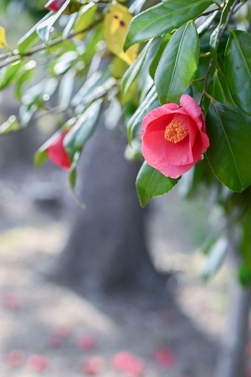 ＊2024/04/13 椿・・・♡ | GANREF